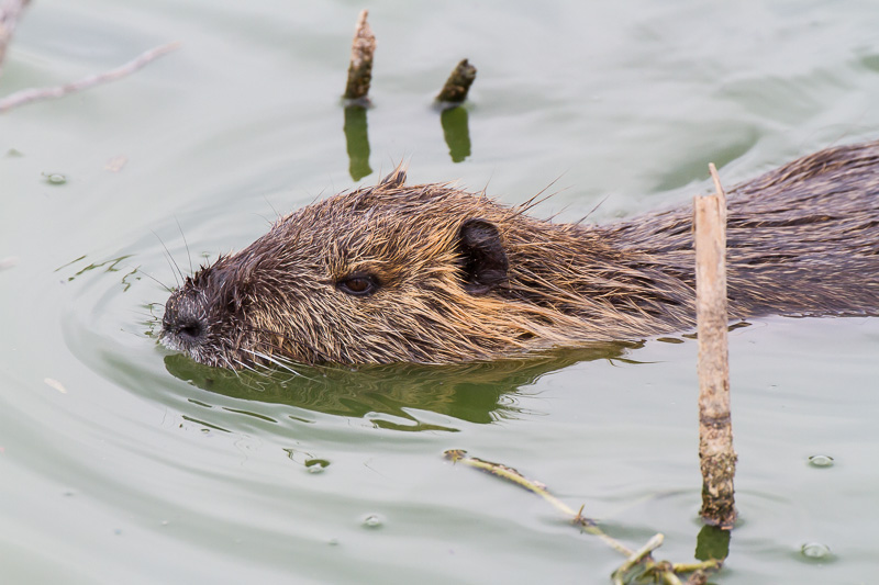 Nutria (Myocastor coypus)