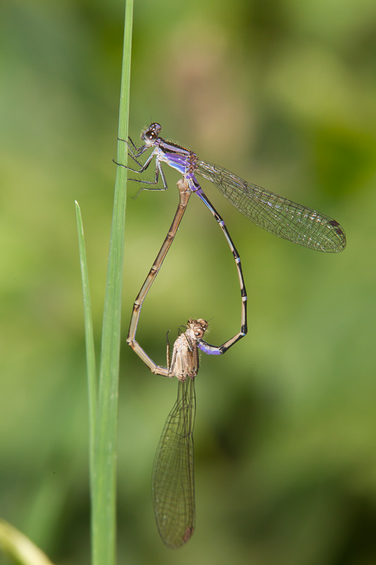 Argia pulla-no common name (Argia pulla)