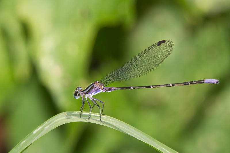 Argia pulla-no common name (Argia pulla)