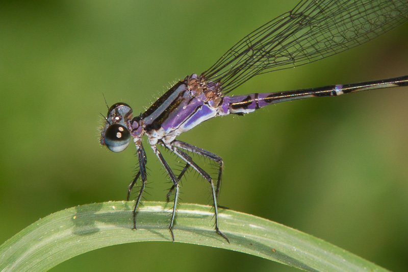 Argia pulla-no common name (Argia pulla)