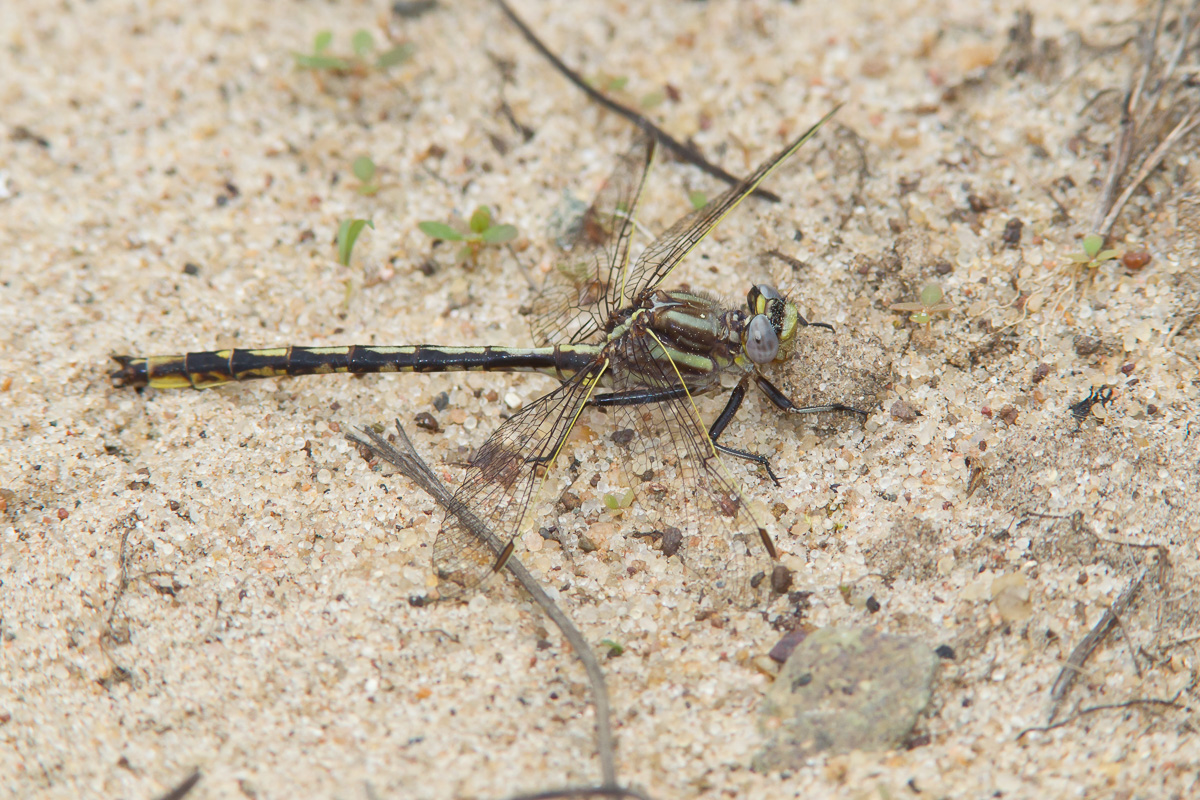 Ashy Clubtail (Gomphus lividus)