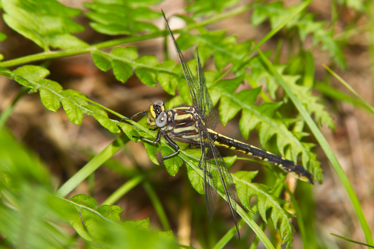 Ashy Clubtail (Gomphus lividus)