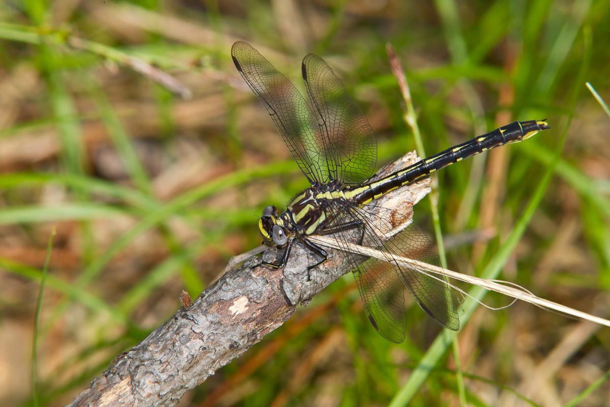 Ashy Clubtail (Gomphus lividus)