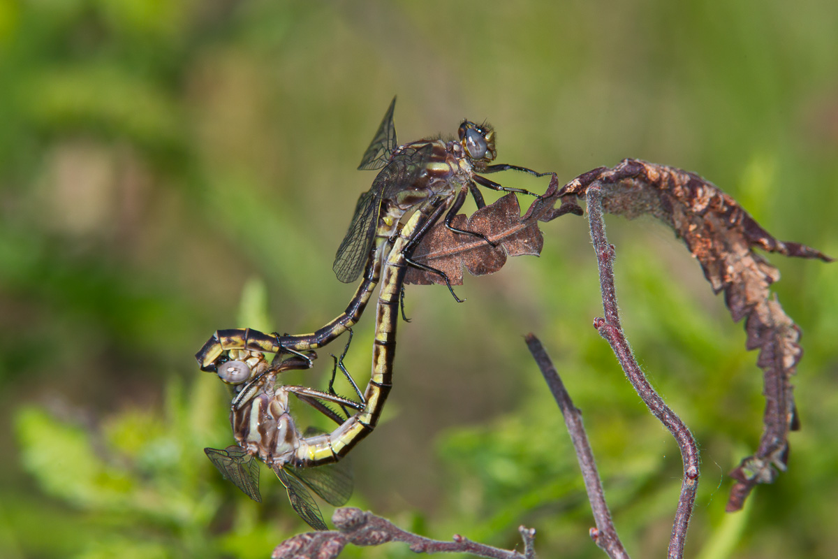 Ashy Clubtail (Gomphus lividus)