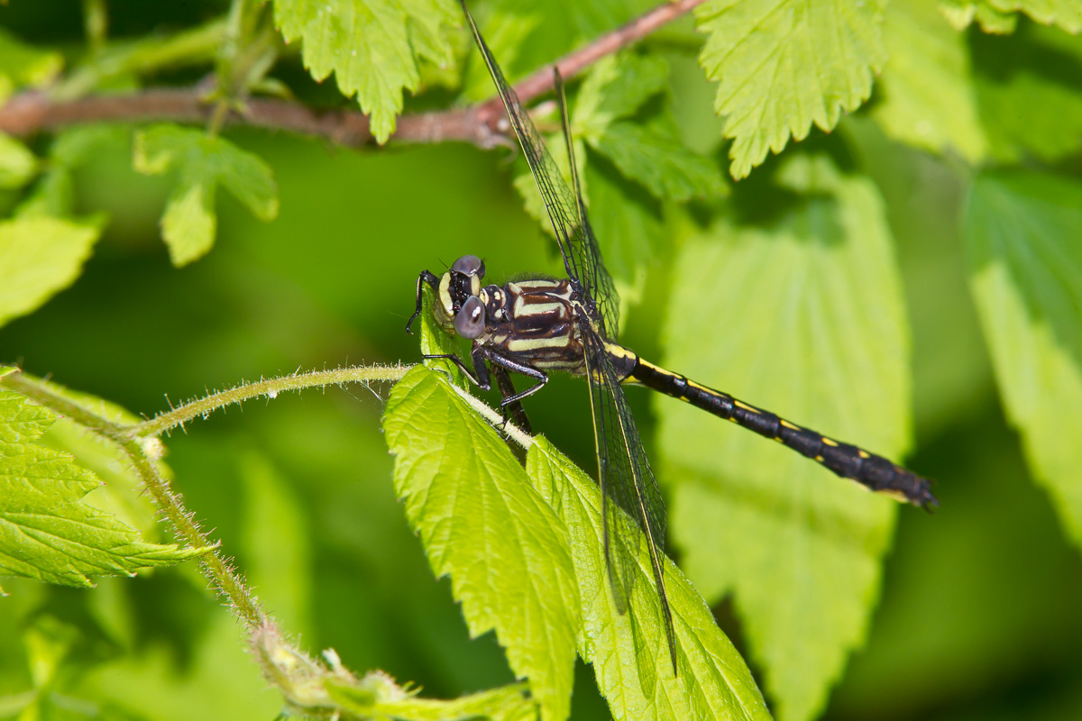 Ashy Clubtail (Gomphus lividus)