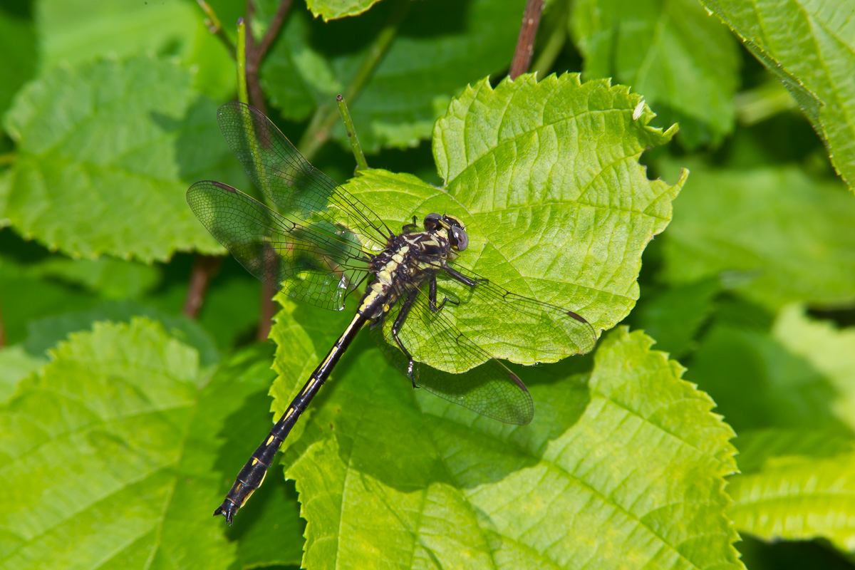 Ashy Clubtail (Gomphus lividus)