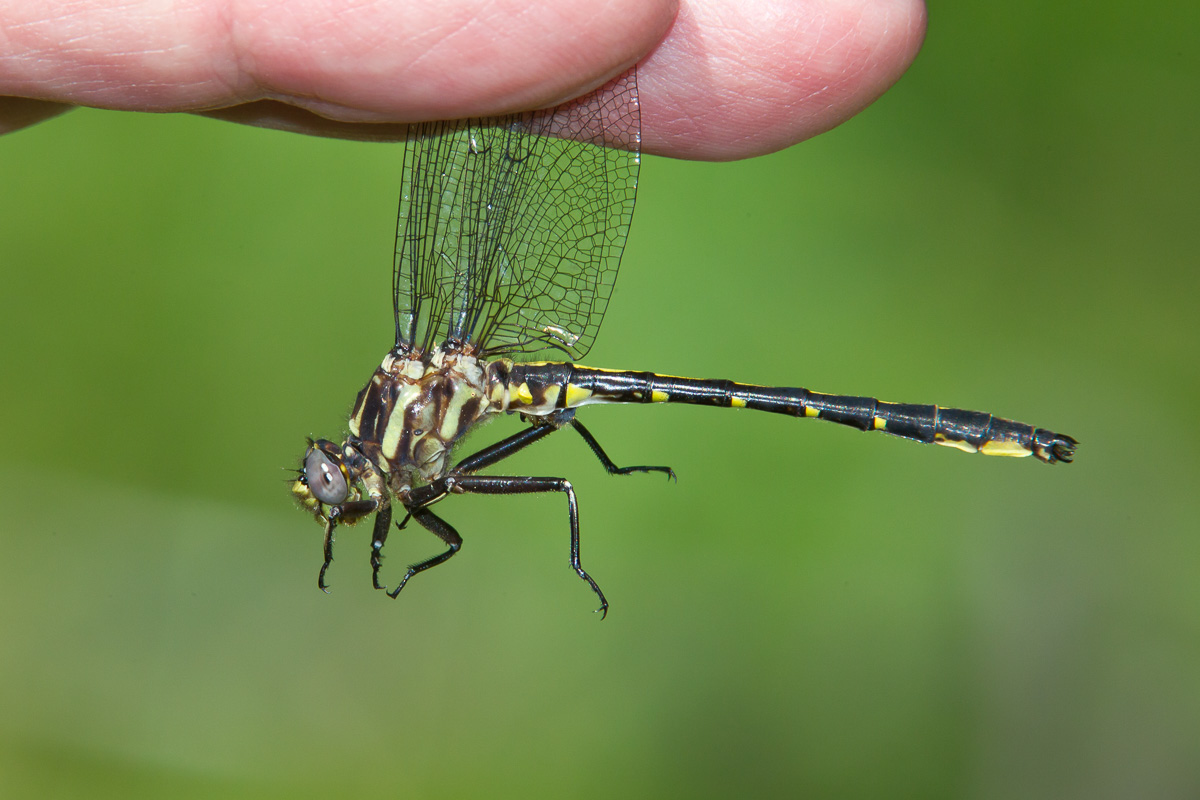 Ashy Clubtail (Gomphus lividus)