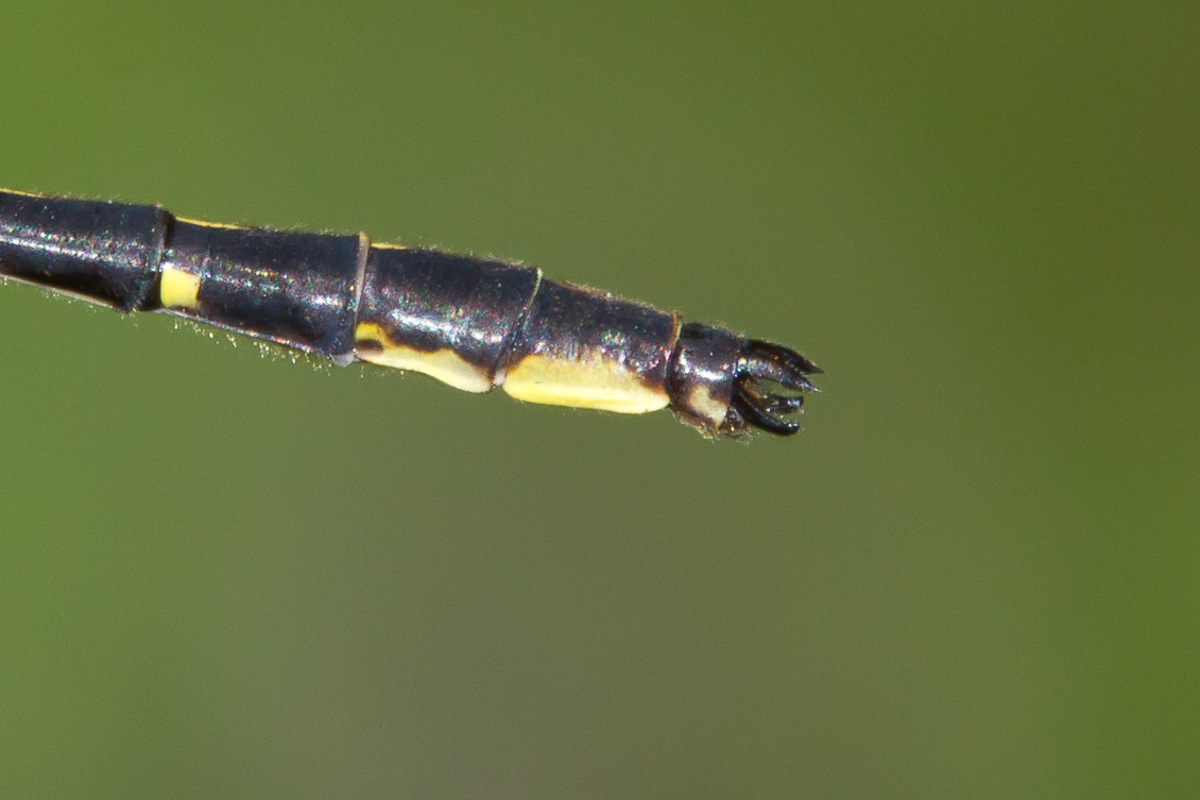 Ashy Clubtail (Gomphus lividus)