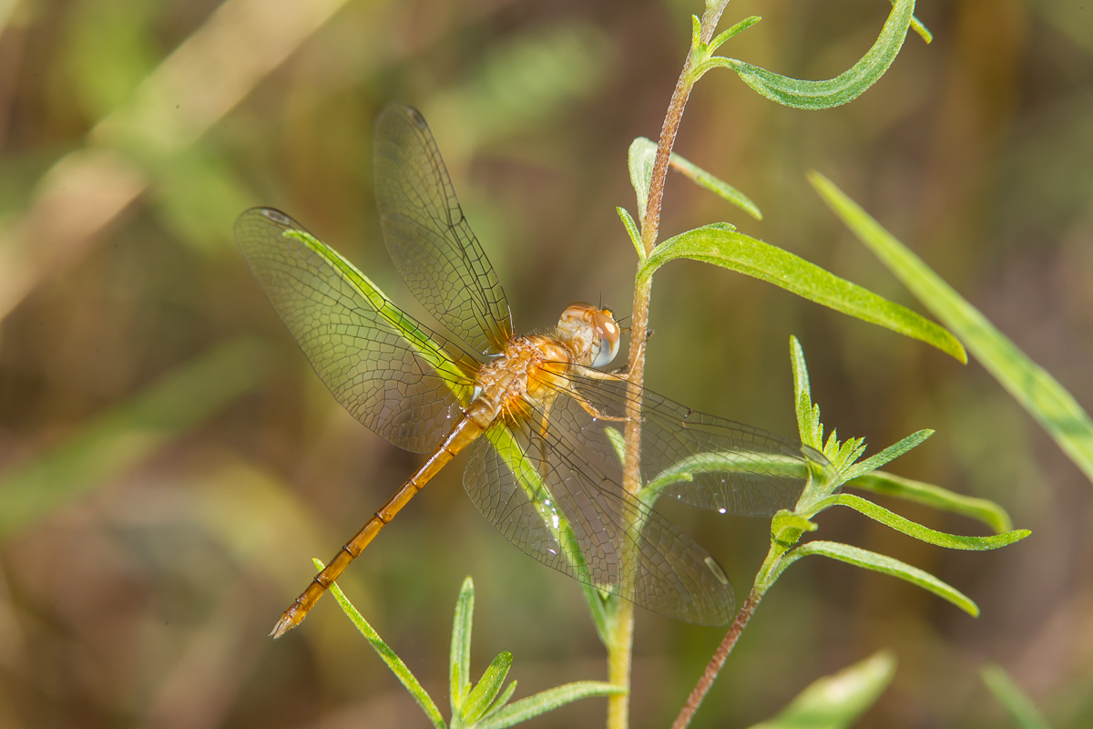 Autumn Meadowhawk (Sympetrum vicinum) AKA Yellow-legged Meadowhawk