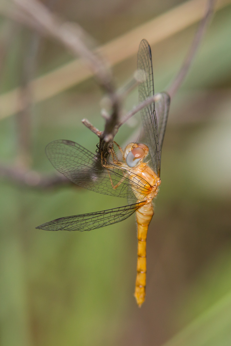 Autumn Meadowhawk (Sympetrum vicinum) AKA Yellow-legged Meadowhawk