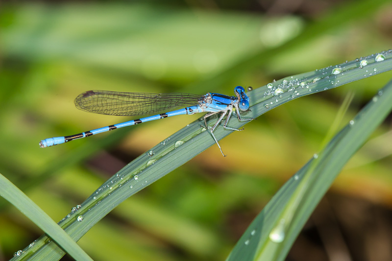 Aztec Dancer (Argia nahuana)