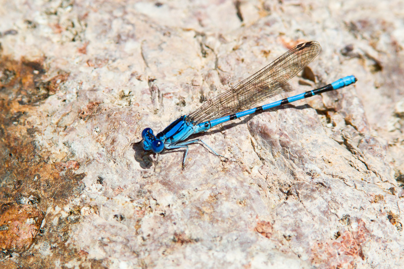 Aztec Dancer (Argia nahuana)