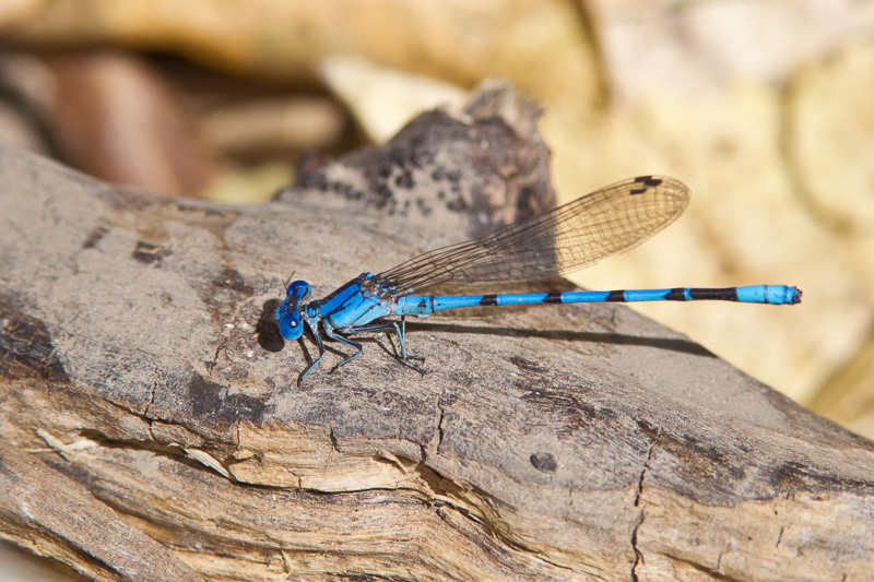 Aztec Dancer (Argia nahuana)