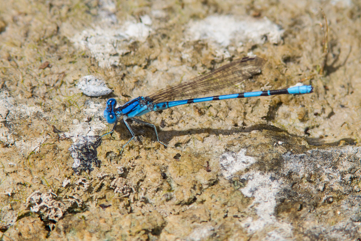 Aztec Dancer (Argia nahuana)