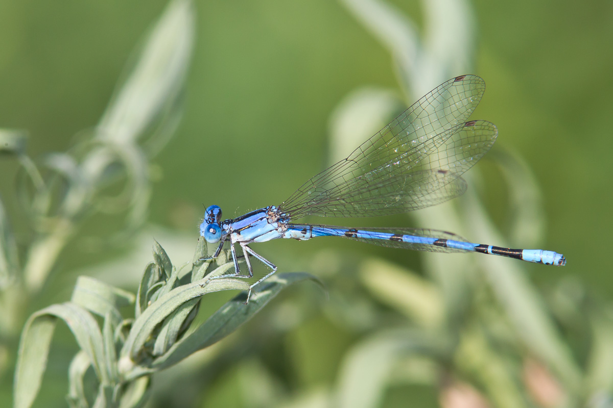 Aztec Dancer (Argia nahuana)