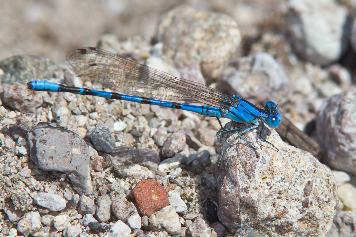 Aztec Dancer (Argia nahuana)