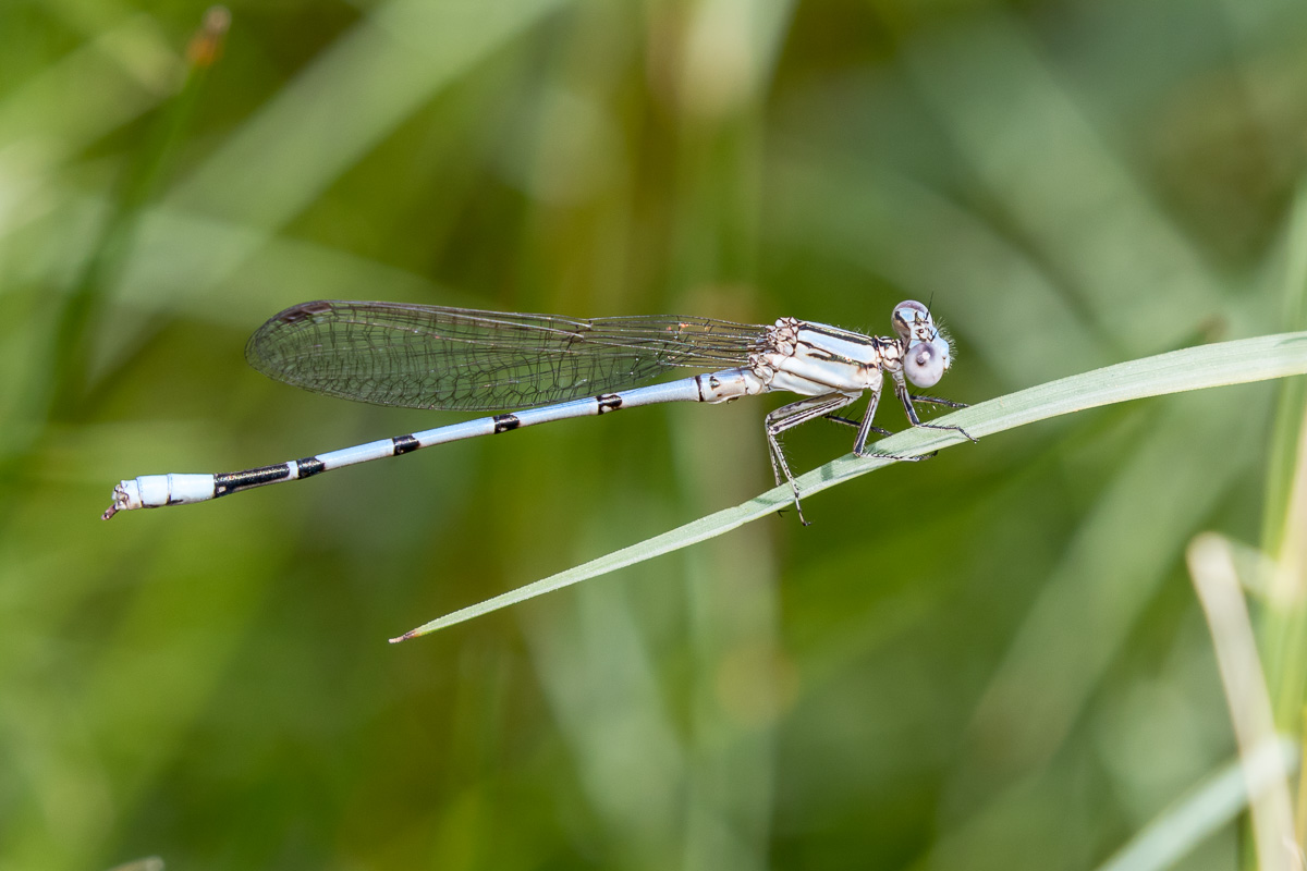 Aztec Dancer (Argia nahuana)