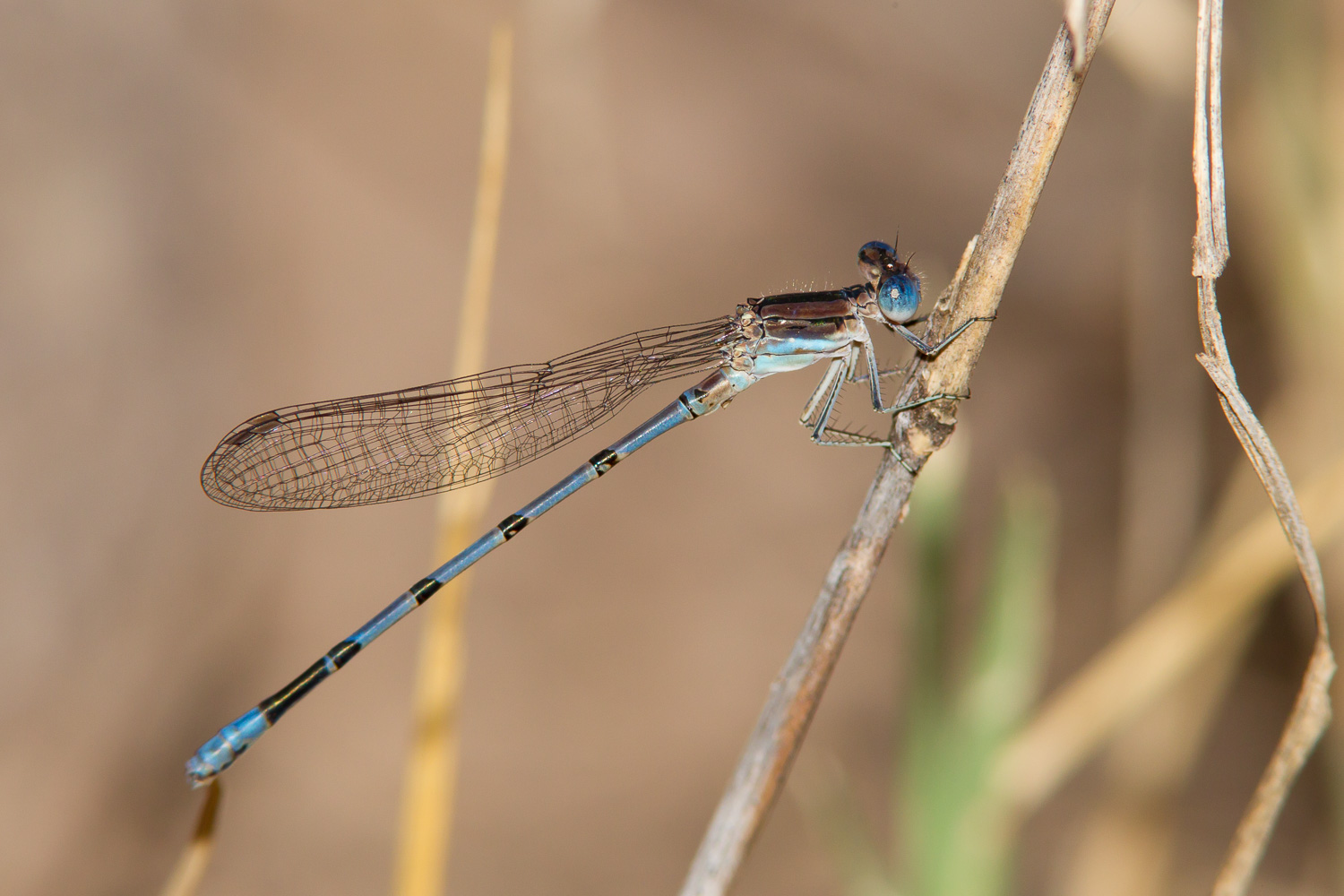 Aztec Dancer (Argia nahuana)