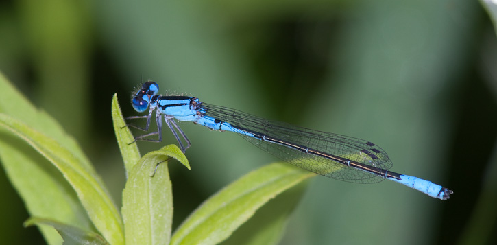 Azure Bluet (Enallagma as per sum)