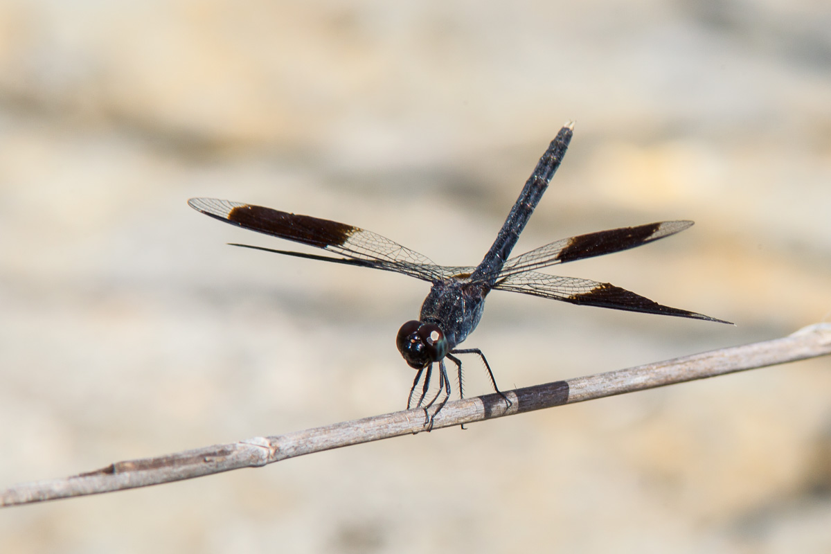 Band-winged Dragonlet (Erythrodiplax umbrata)