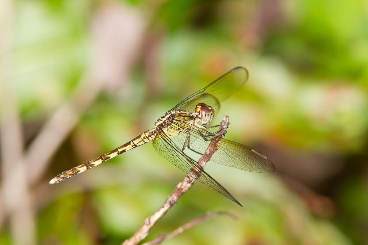 Band-winged Dragonlet (Erythrodiplax umbrata)
