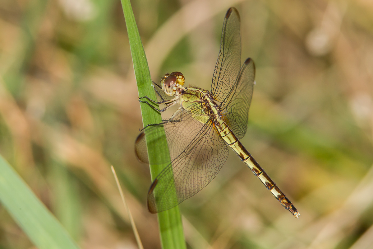 Band-winged Dragonlet (Erythrodiplax umbrata)