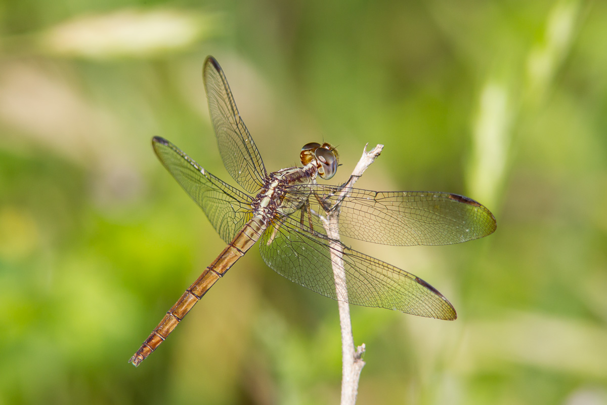 Band-winged Dragonlet (Erythrodiplax umbrata)