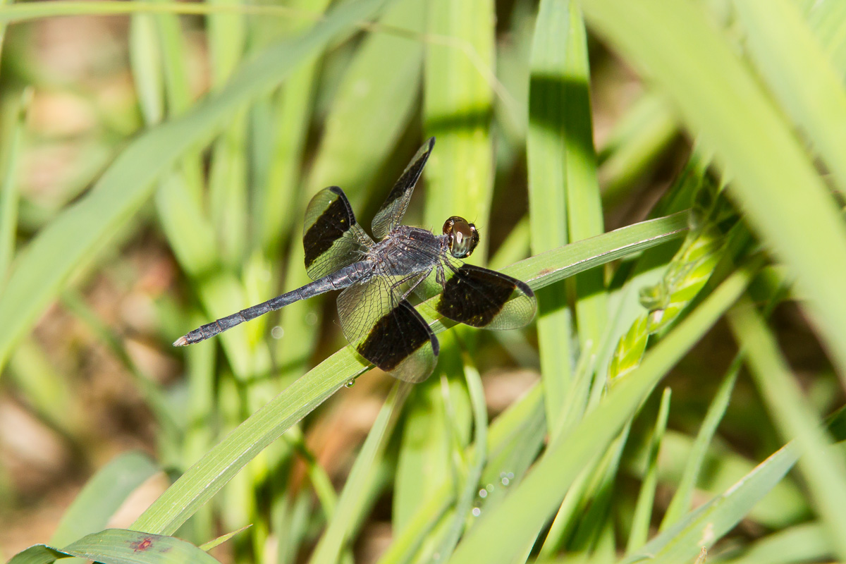 Band-winged Dragonlet (Erythrodiplax umbrata)