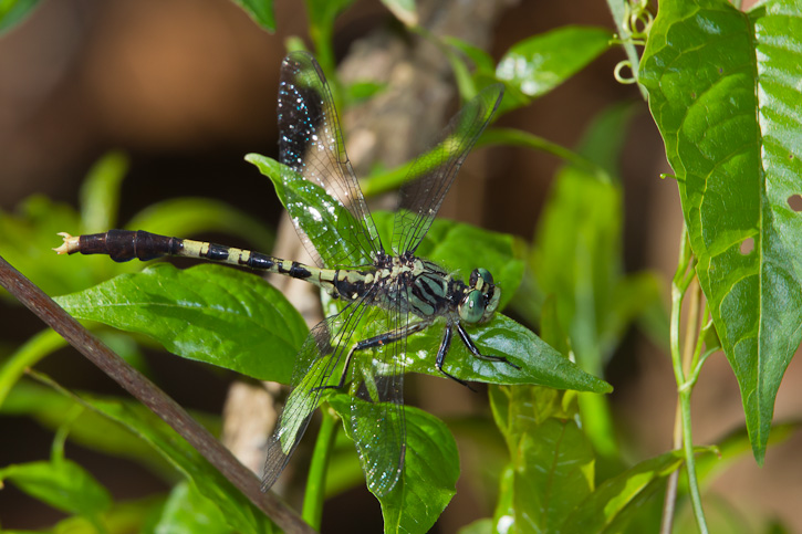 Bayou Clubtail (Arigomphus maxwelli)