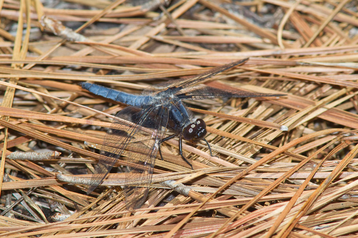 Blue Corporal (Ladona deplanata)