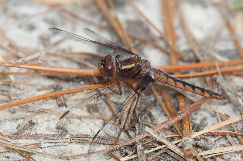 Blue Corporal (Ladona deplanata)