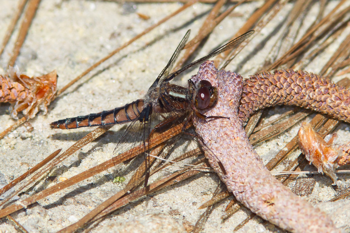 Blue Corporal (Ladona deplanata)