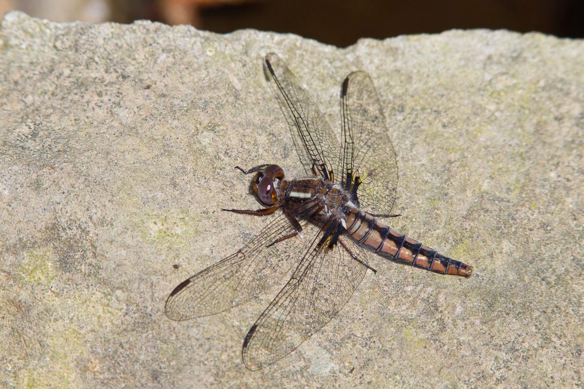 Blue Corporal (Ladona deplanata)