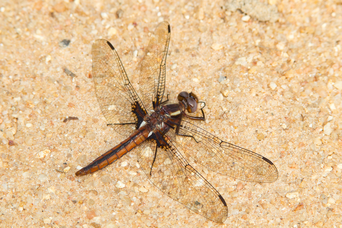 Blue Corporal (Ladona deplanata)