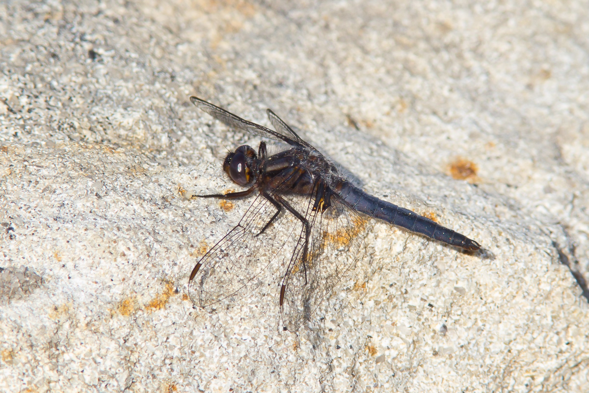 Blue Corporal (Ladona deplanata)