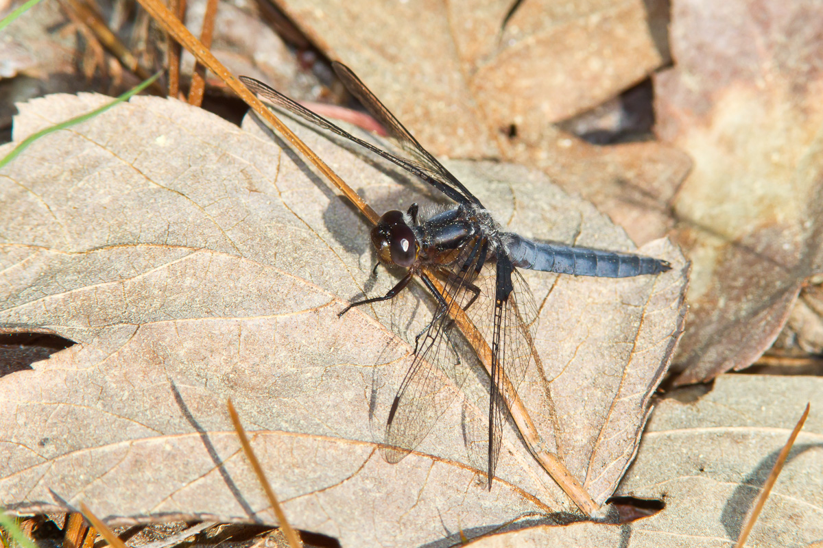Blue Corporal (Ladona deplanata)