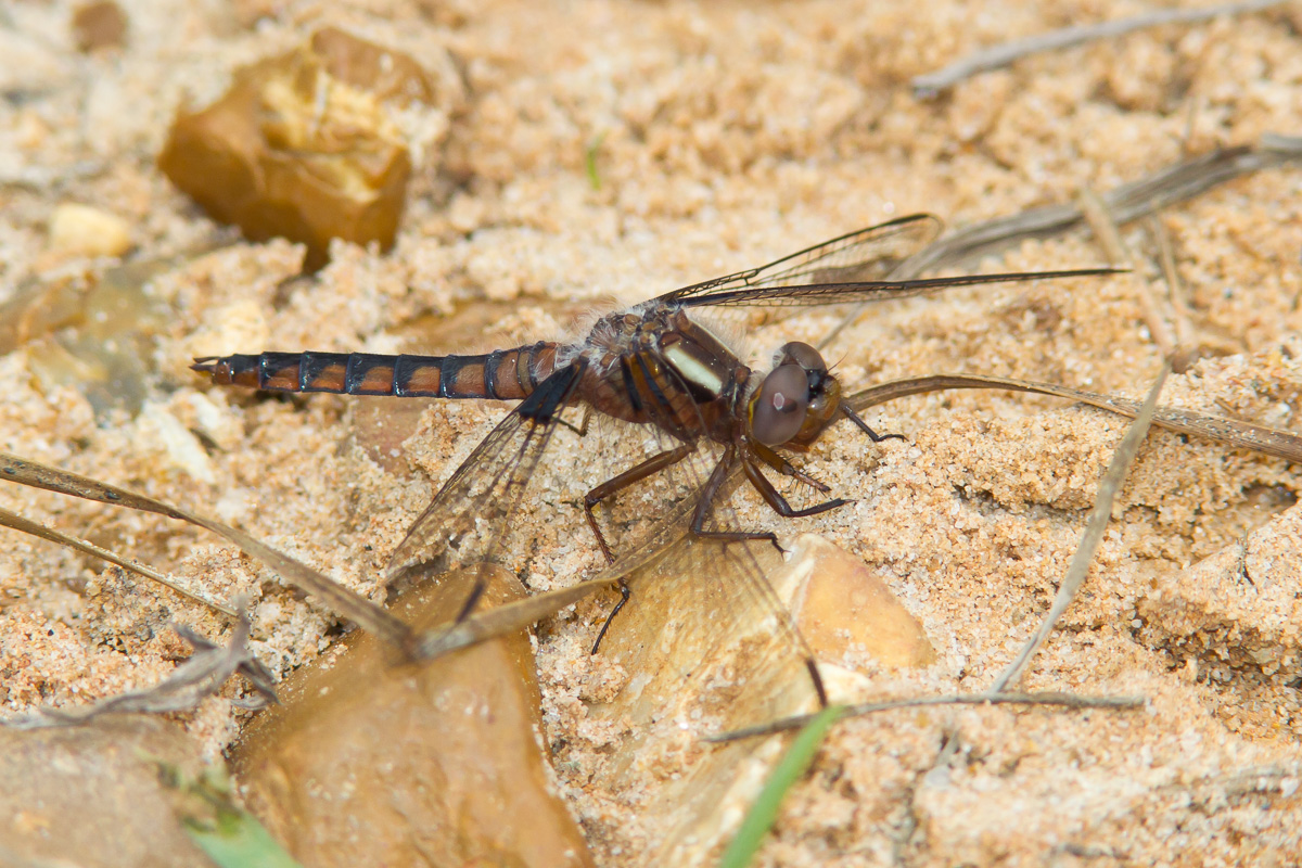 Blue Corporal (Ladona deplanata)