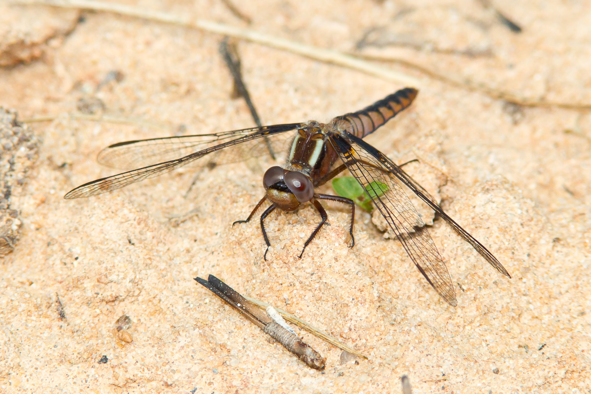 Blue Corporal (Ladona deplanata)