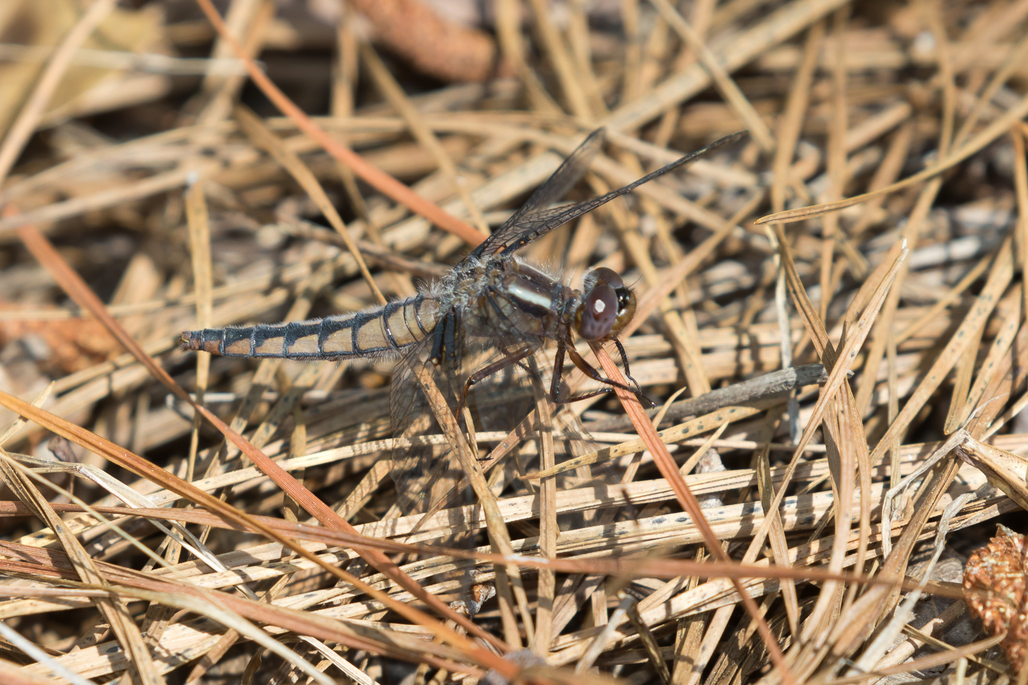 Blue Corporal (Ladona deplanata)