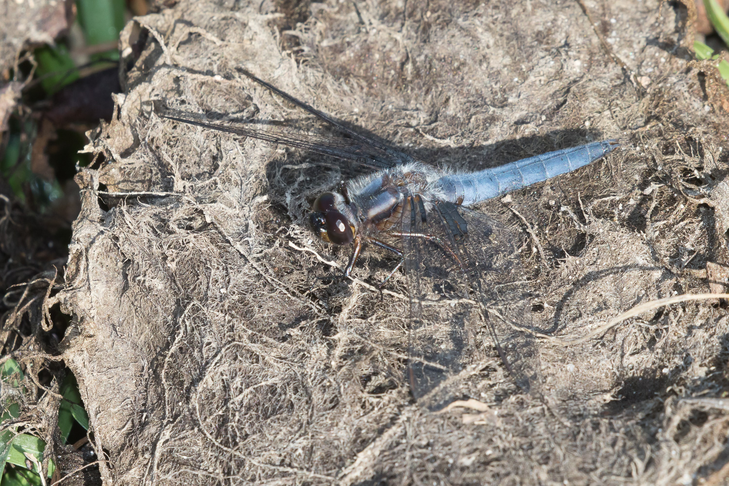 Blue Corporal (Ladona deplanata)