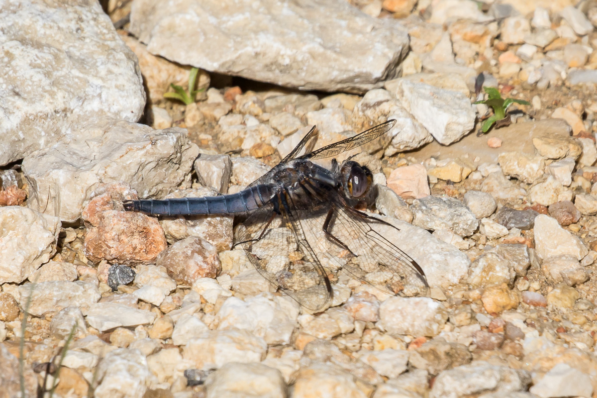 Blue Corporal (Ladona deplanata)