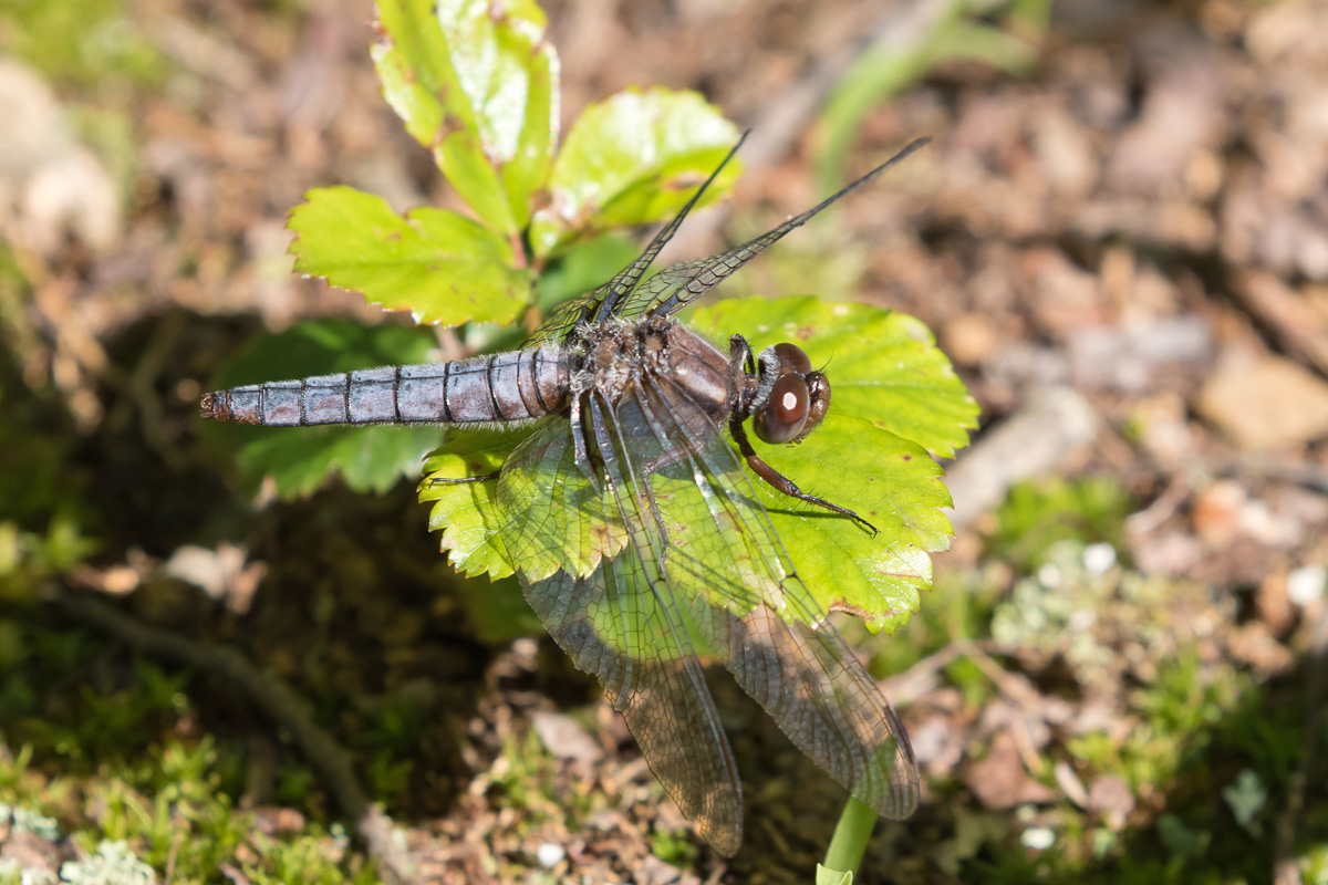 Blue Corporal (Ladona deplanata)