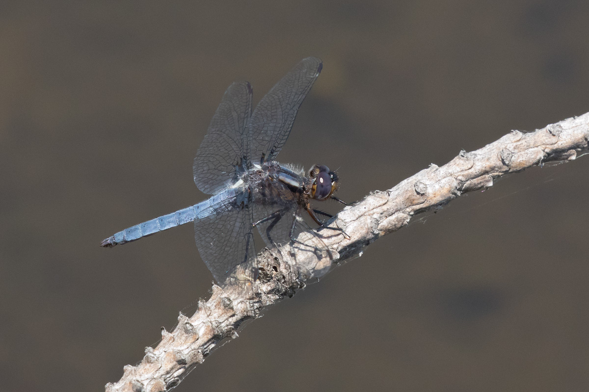 Blue Corporal (Ladona deplanata)