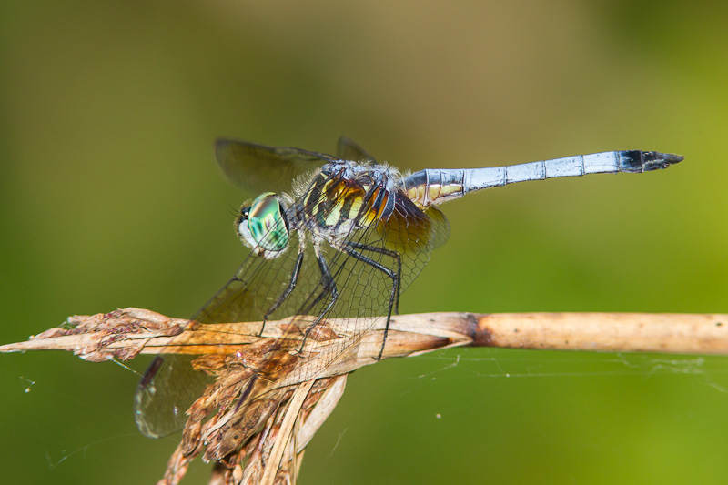Blue Dasher (Pachydiplax longipennis)