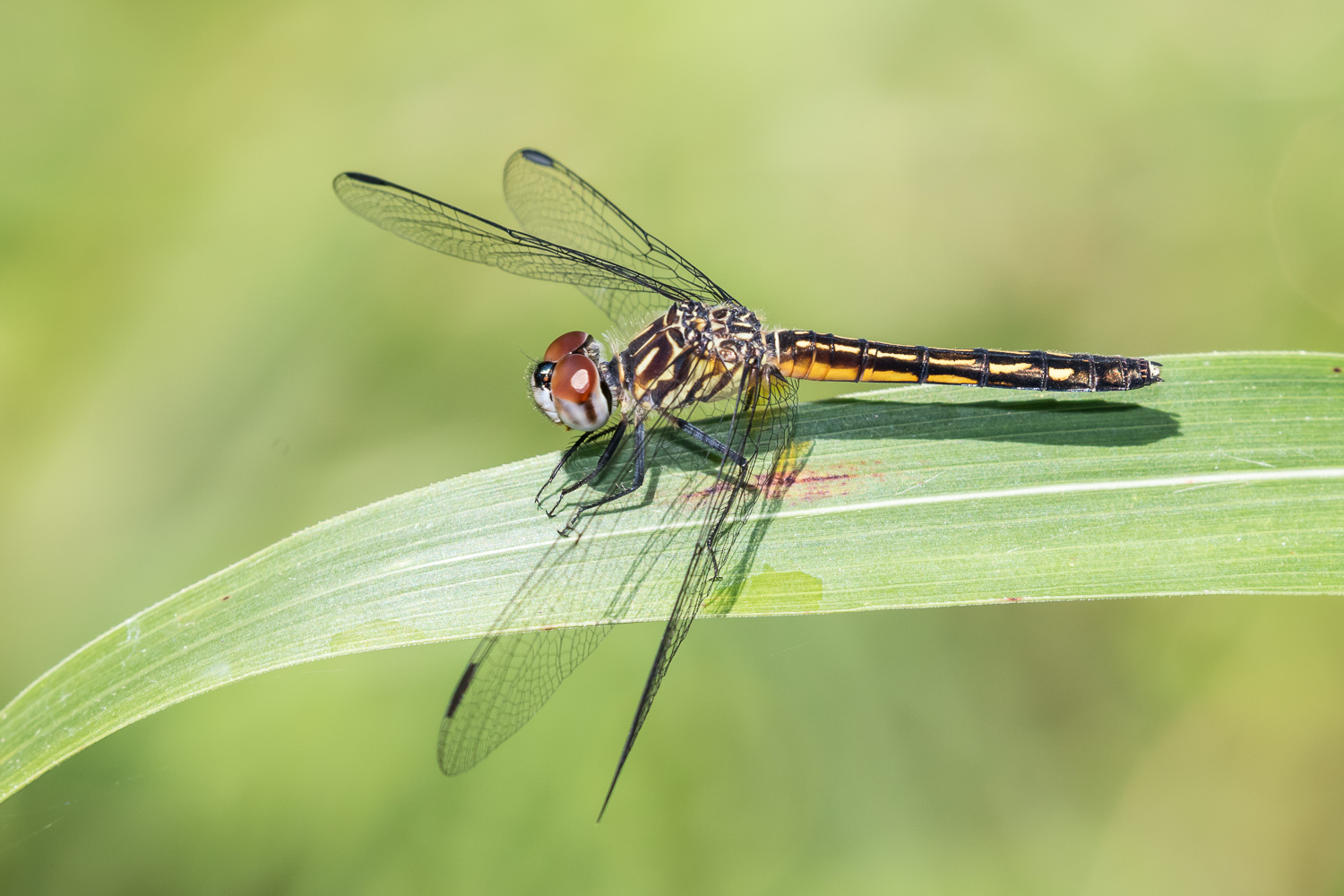 Blue Dasher (Pachydiplax longipennis)