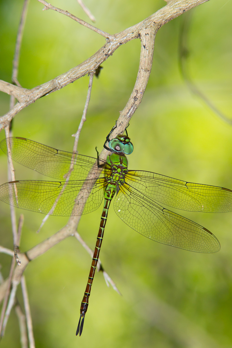 Blue-faced Darner (Coryphaeschna adnexa)