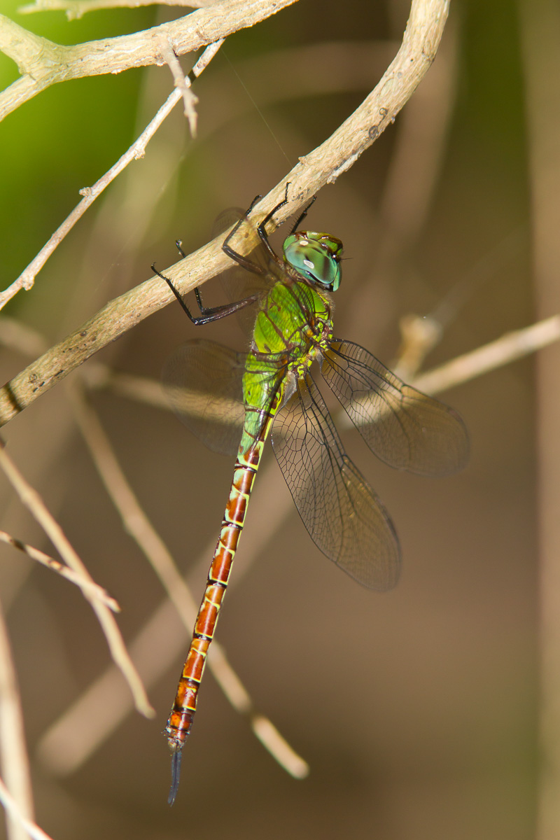Blue-faced Darner (Coryphaeschna adnexa)