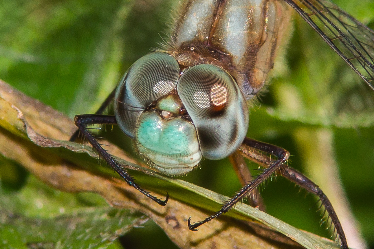 Blue-faced Meadowhawk (Sympetrum ambiguum)