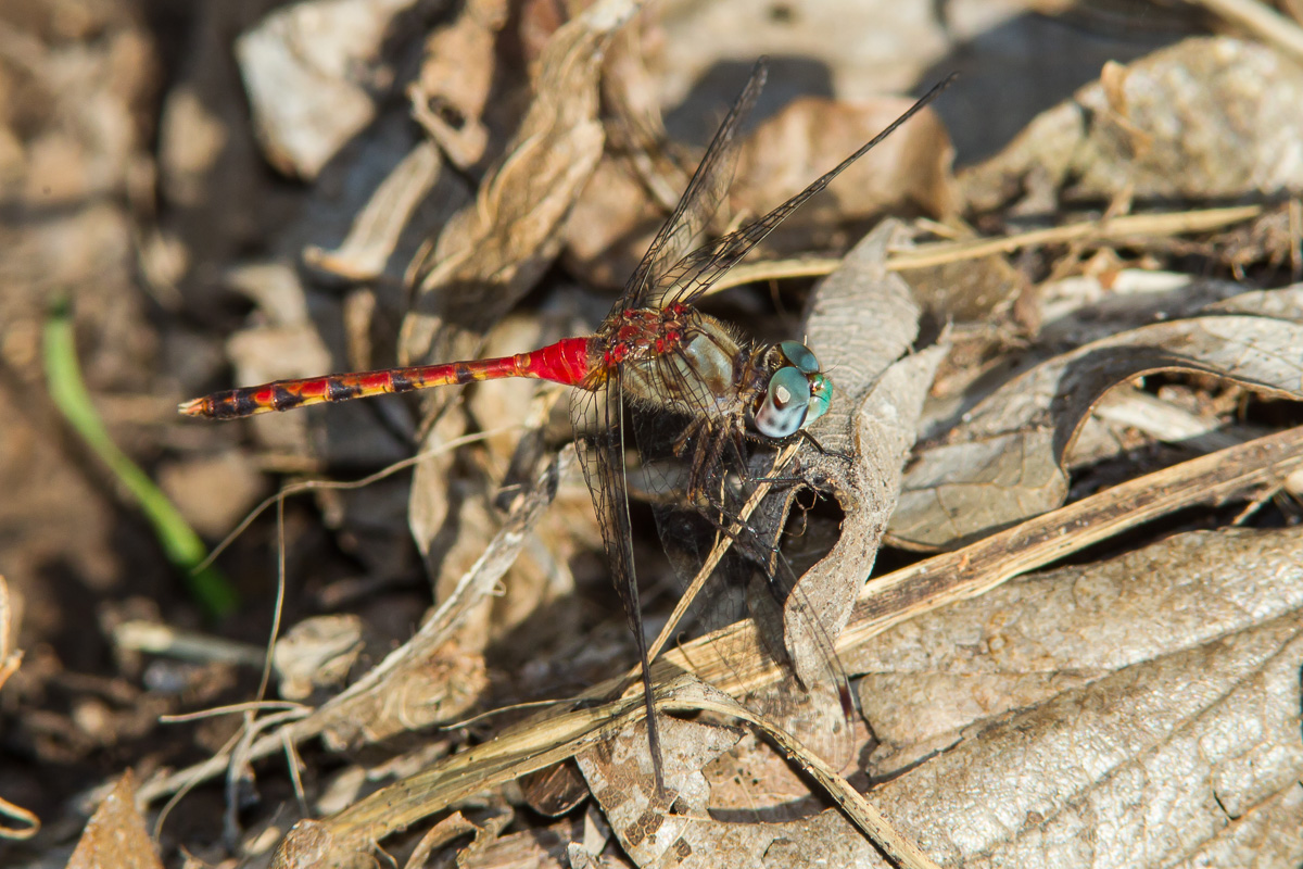 Blue-faced Meadowhawk (Sympetrum ambiguum)