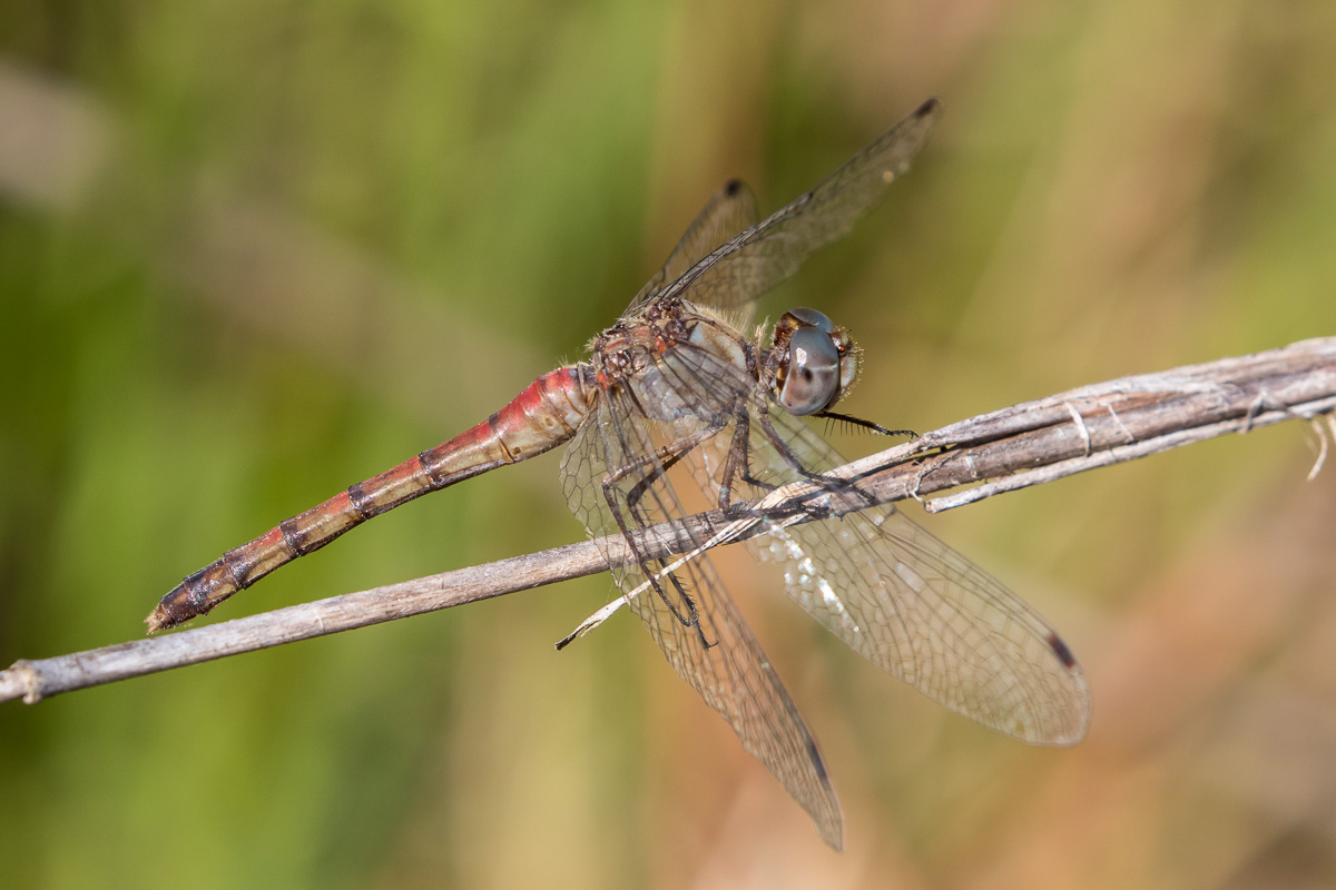 Blue-faced Meadowhawk (Sympetrum ambiguum)